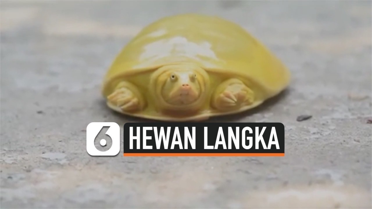 Streaming Penampakan Kura-Kura Berwarna Kuning yang Muncul di India ...