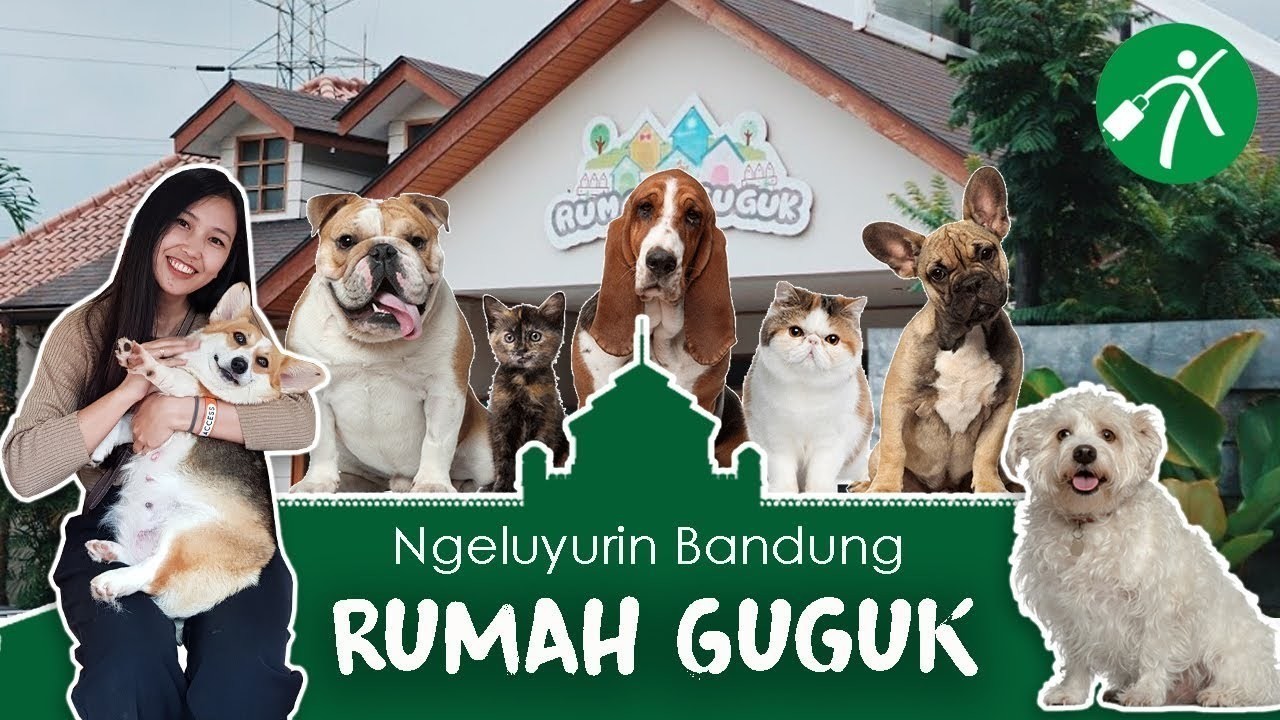 Streaming Main Sama Anjing-Anjing Lucu di Rumah Guguk Bandung, Gemes ...